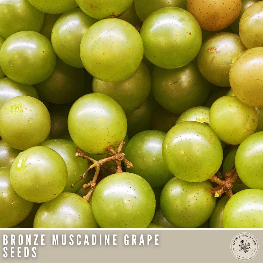 Bronze Muscadine Grape Vine Seeds - Etsy