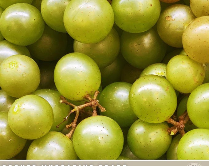 RARE Giant Green Tame Muscadine Grapes very Swee 2 ,10 or 30 SEEDS ...