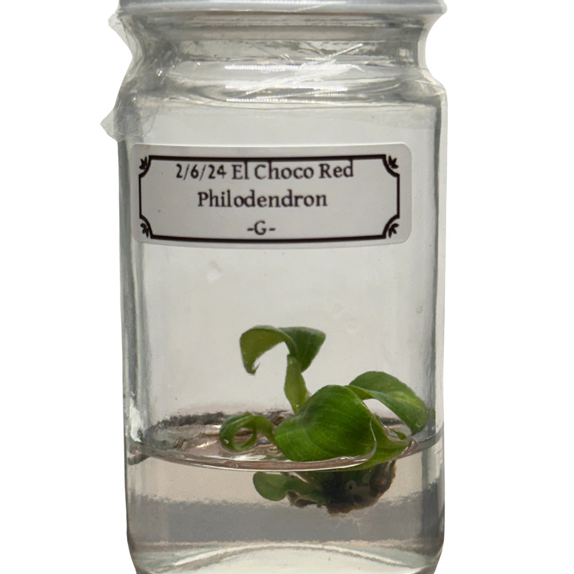 Philodendron El Choco Red Tissue Culture Plantlet, US Seller, Tropical ...