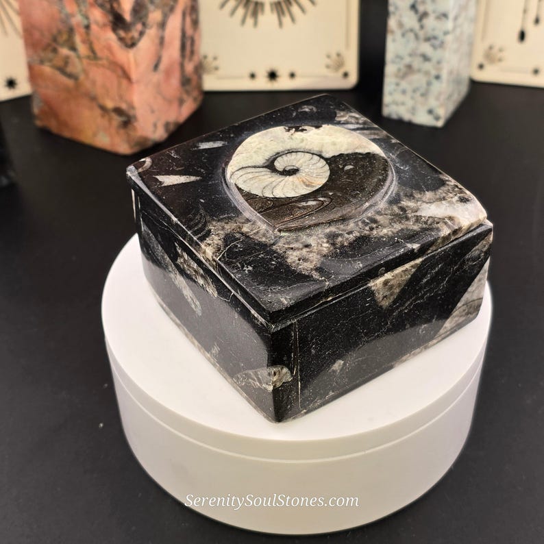 Orthoceras and Ammonite Fossil Spell/jewelry Box - Etsy