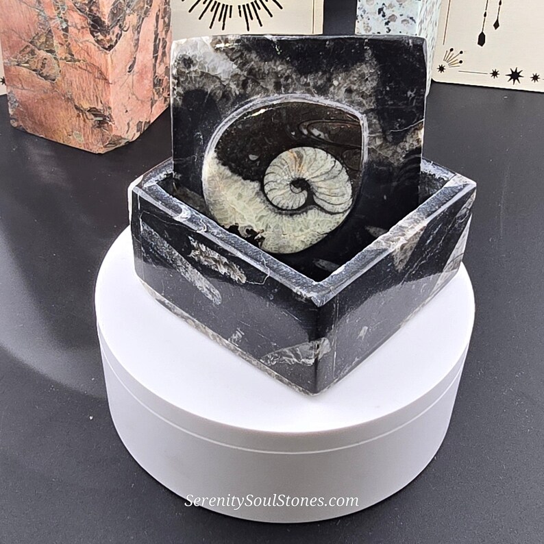 Orthoceras and Ammonite Fossil Spell/jewelry Box - Etsy