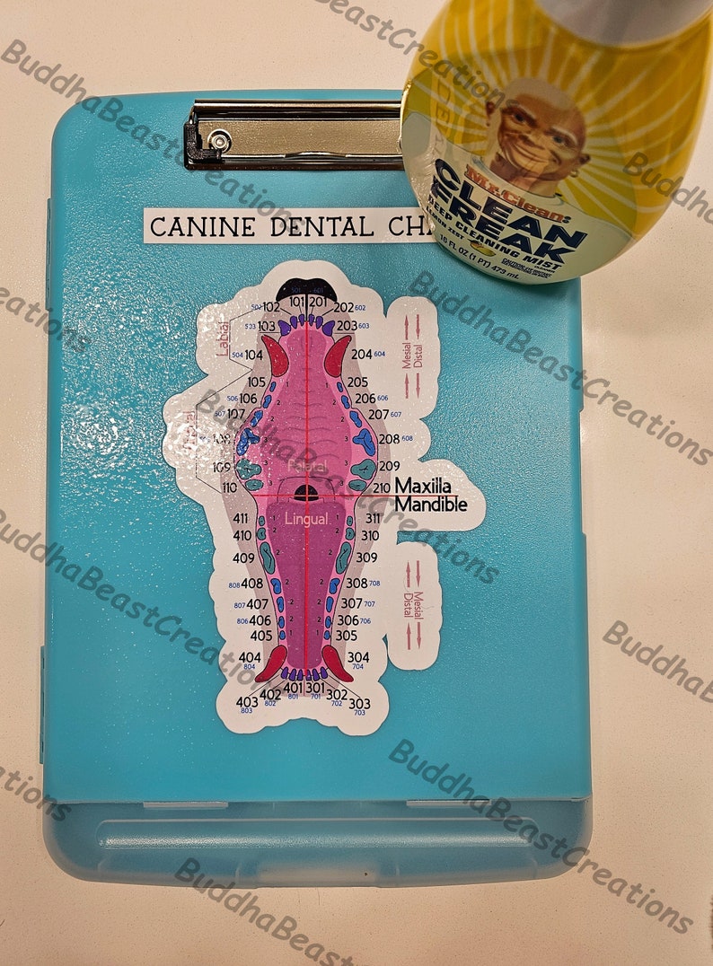 Veterinary Dental Chart Clipboard, Canine/dog - Etsy