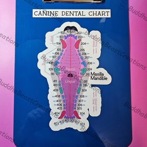 Veterinary Dental Chart Clipboard, Canine/dog - Etsy