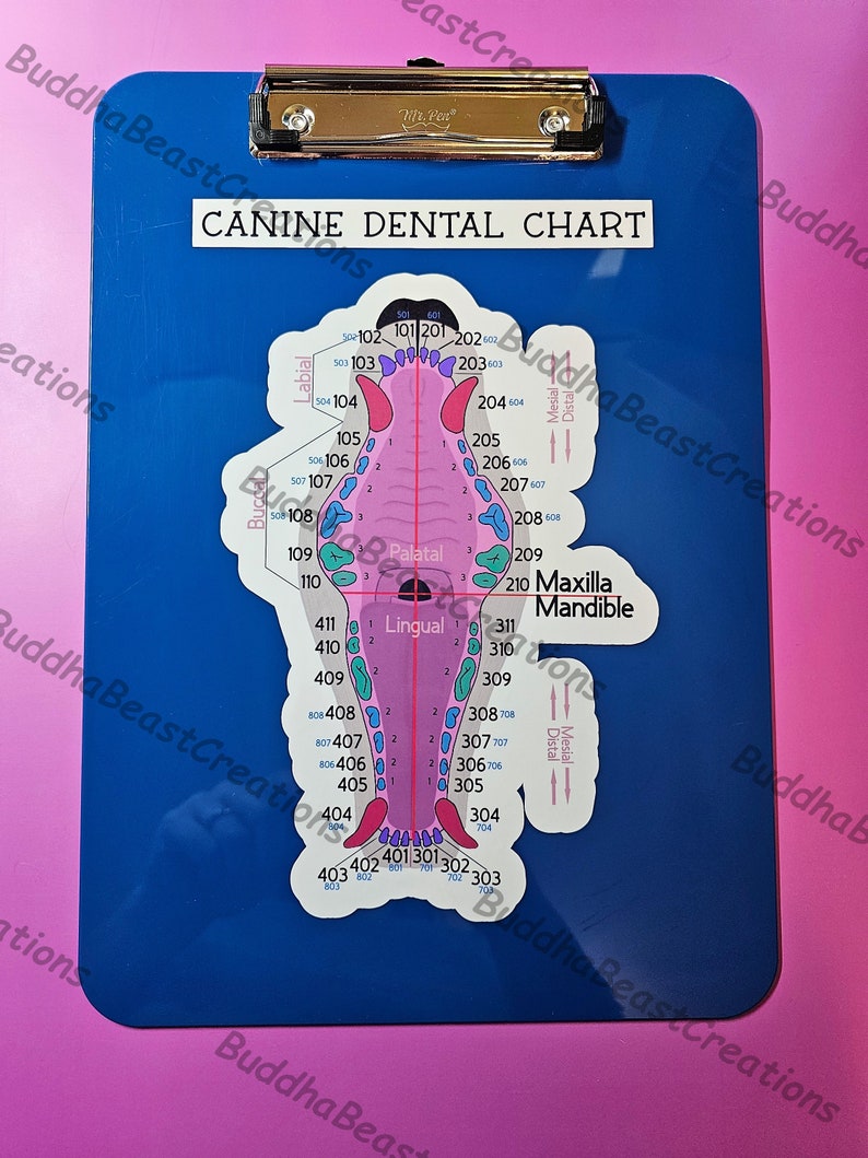 Veterinary Dental Chart Clipboard, Canine/dog - Etsy