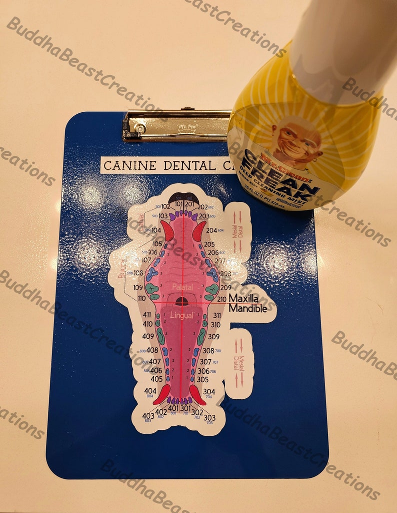 Veterinary Dental Chart Clipboard, Canine/dog - Etsy