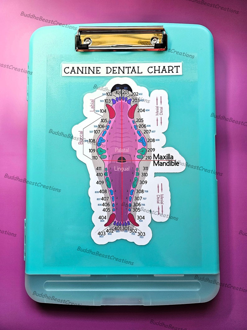 Veterinary Dental Chart Clipboard, Canine/dog - Etsy