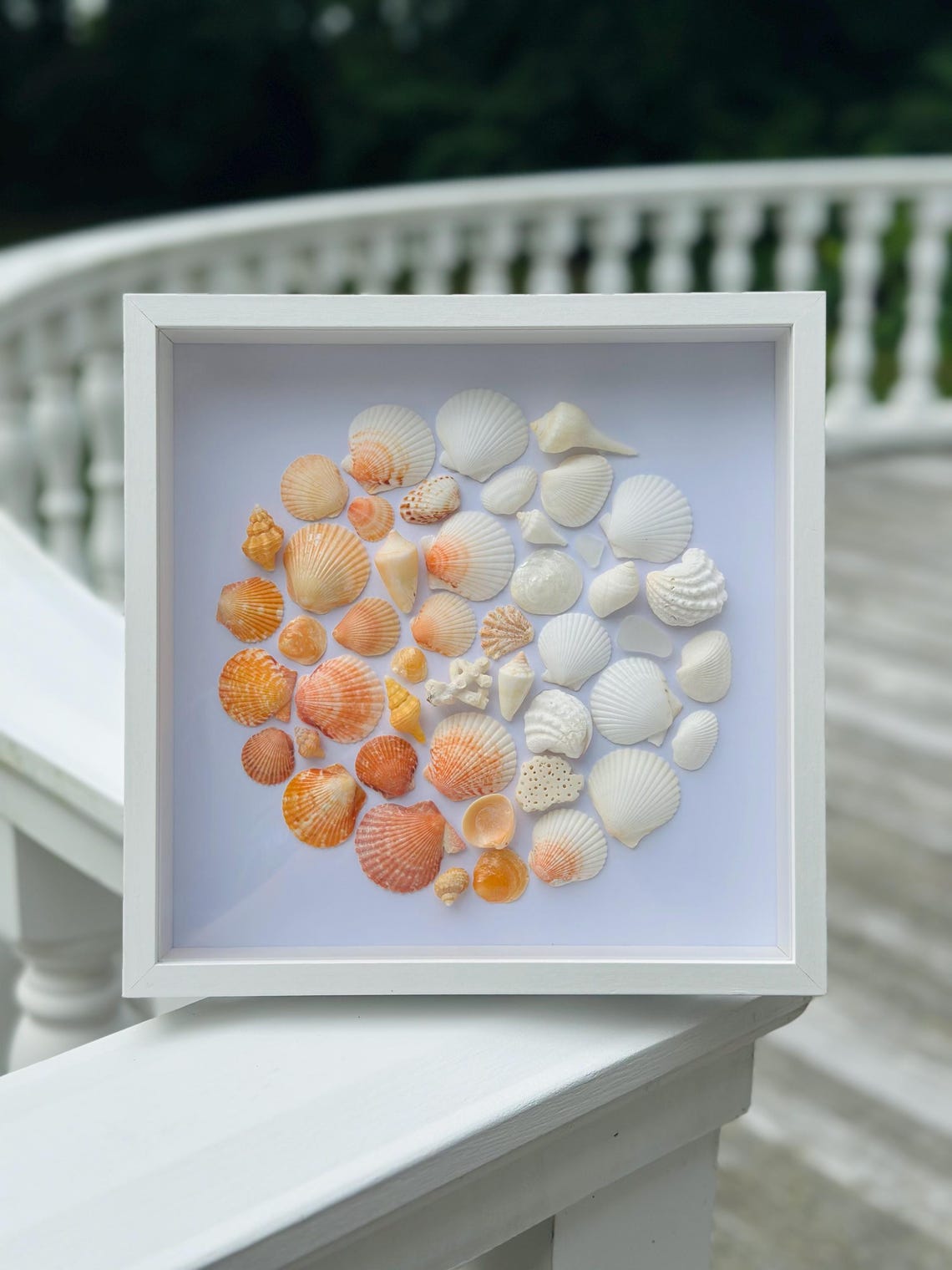 Orange Seashell Mosaic Shadowbox Authentic Sanibel Shells - Etsy