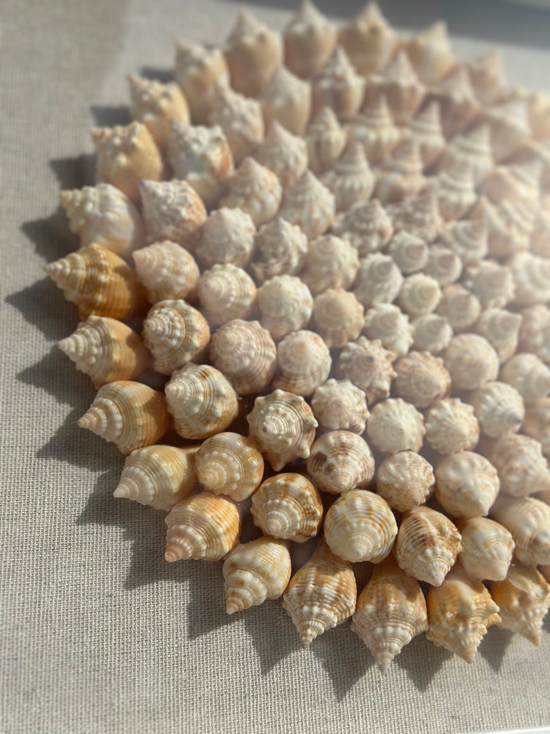 Seashell Shadowbox - 100+ Sanibel Island Conch Shell Pinwheel - Etsy