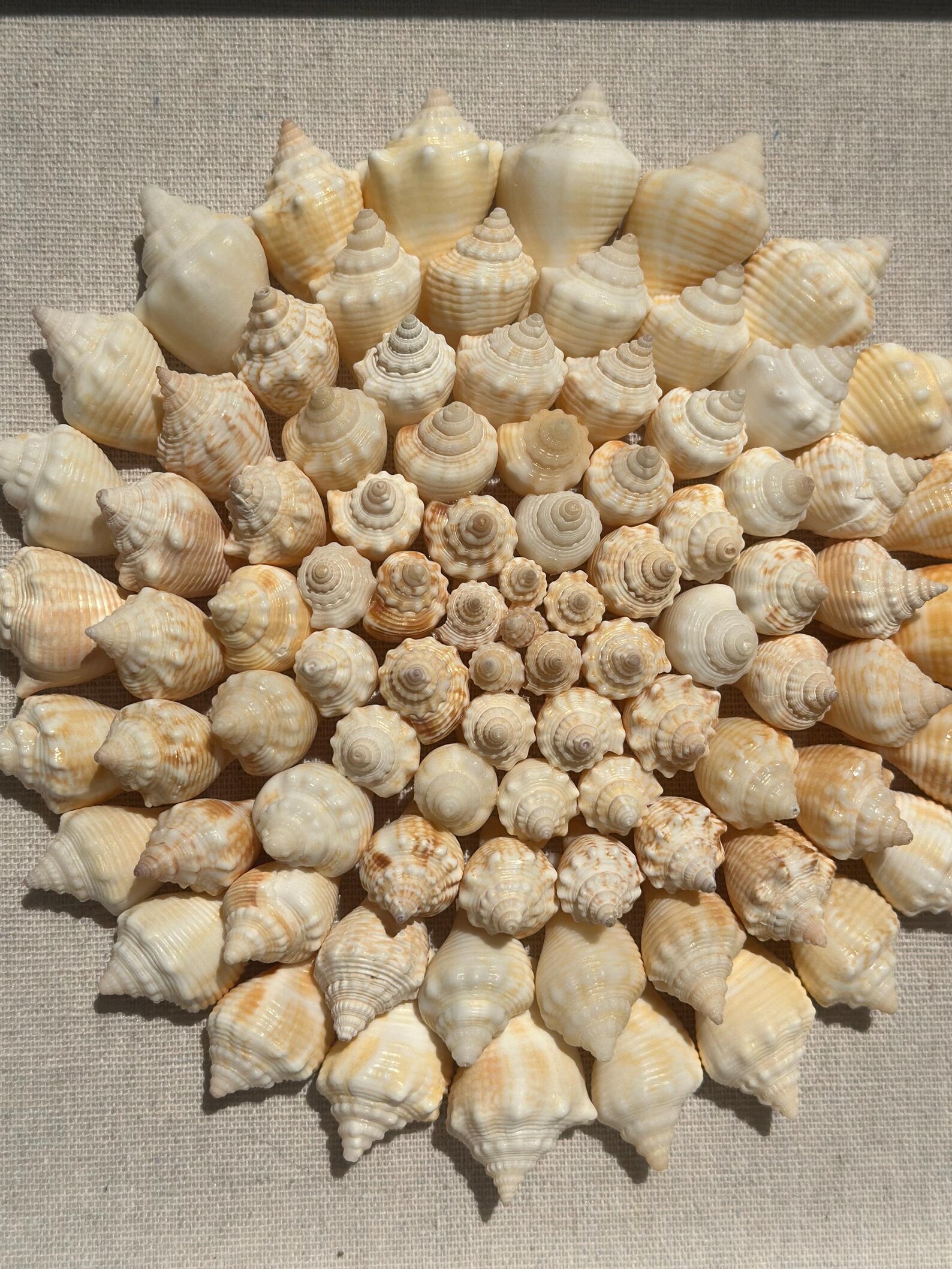 Seashell Shadowbox 85 Authentic Sanibel Seashells - Etsy