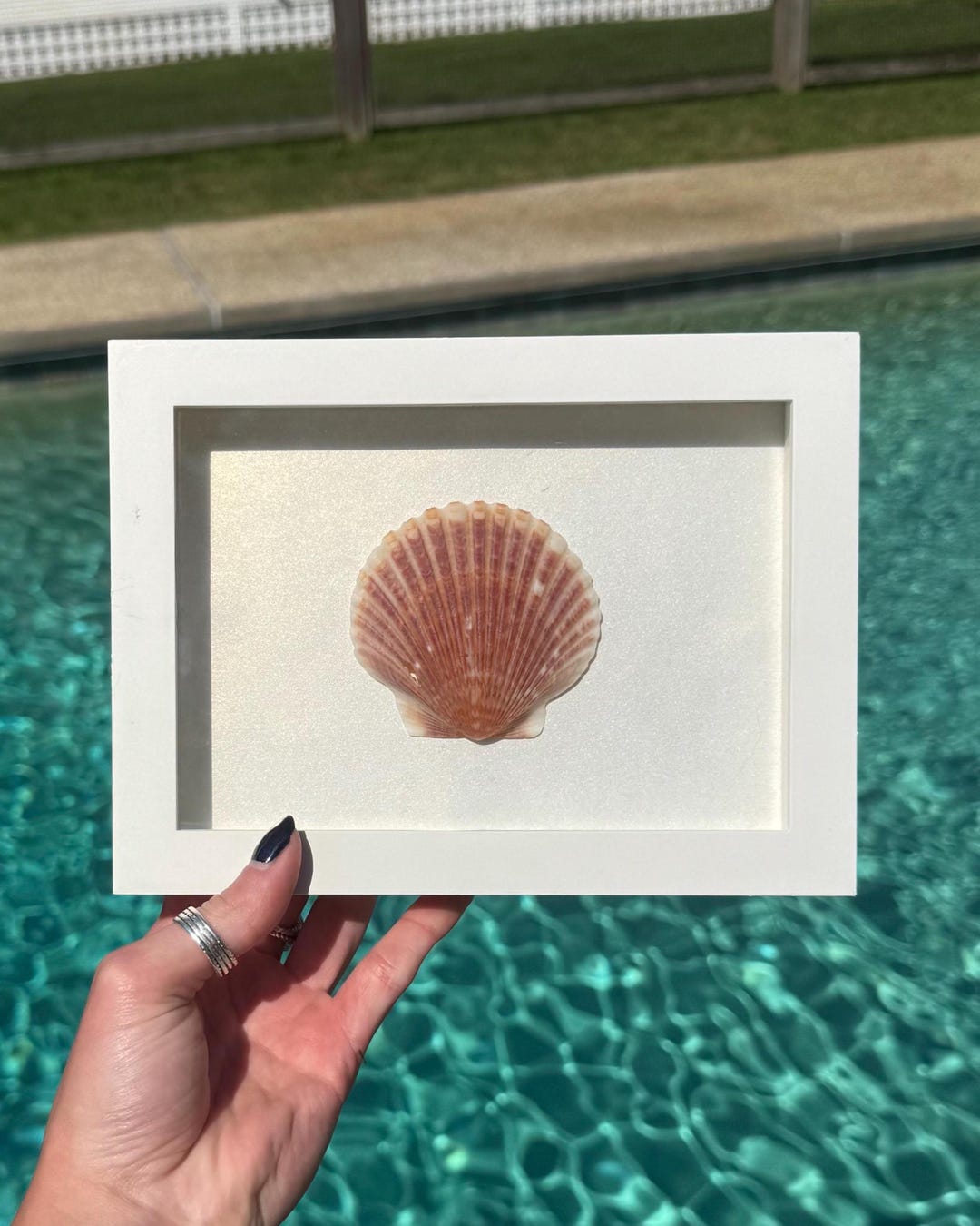 Handcrafted Scallop Shell Shadow Box – Coastal Wall Art - Etsy