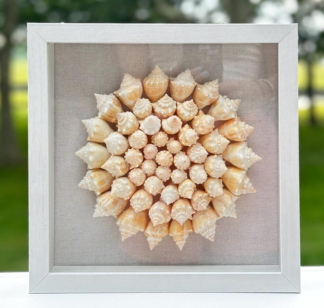 Seashell Shadowbox - Authentic Sanibel Shells - Etsy