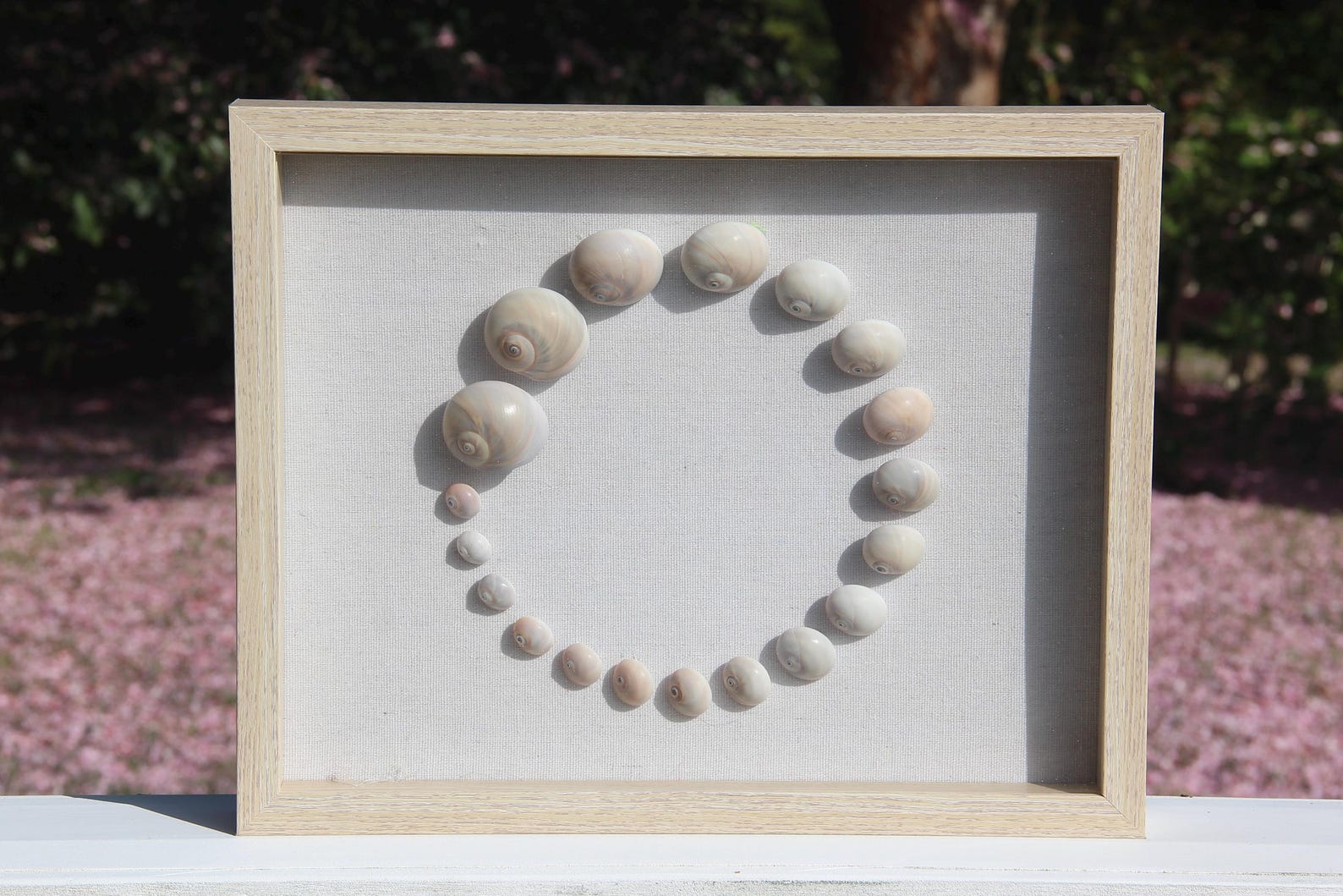 Shark Eye Shell Art - Etsy