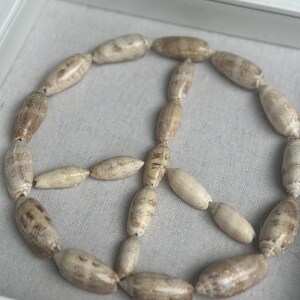 Seashell Shadow Box - SW Florida Olive Shell Peace Sign - Etsy