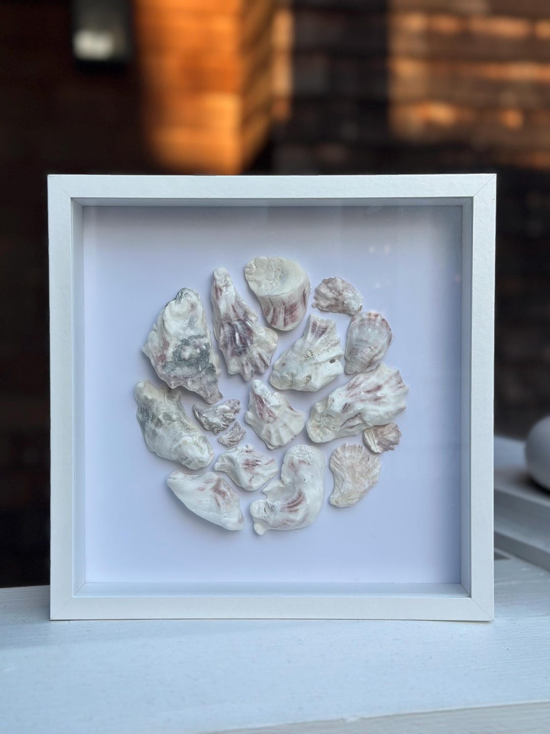 Oyster Seashell Shadowbox - Authentic Sanibel Island Seashells - Etsy