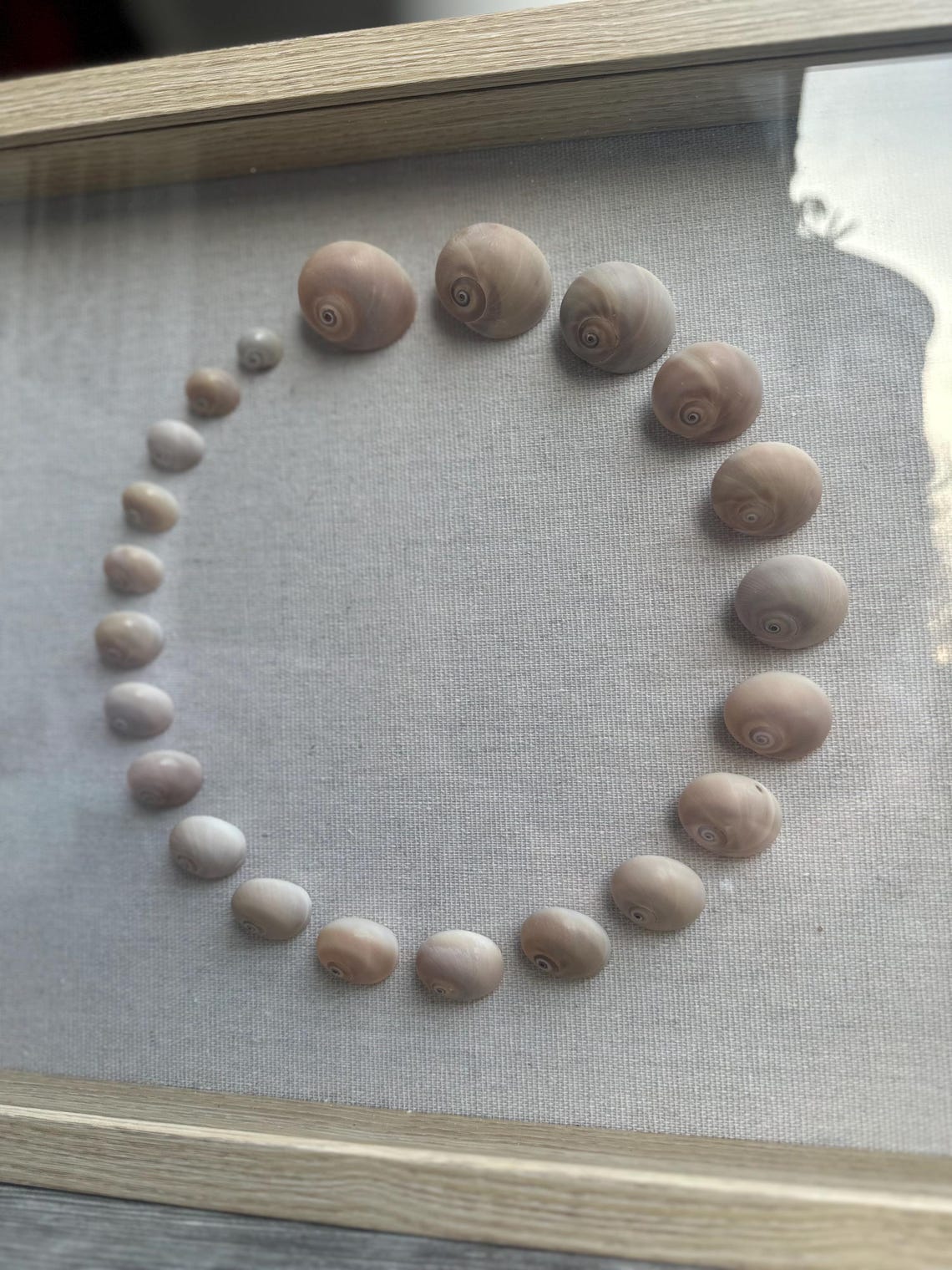 Shark Eye Shell Shadowbox - Etsy