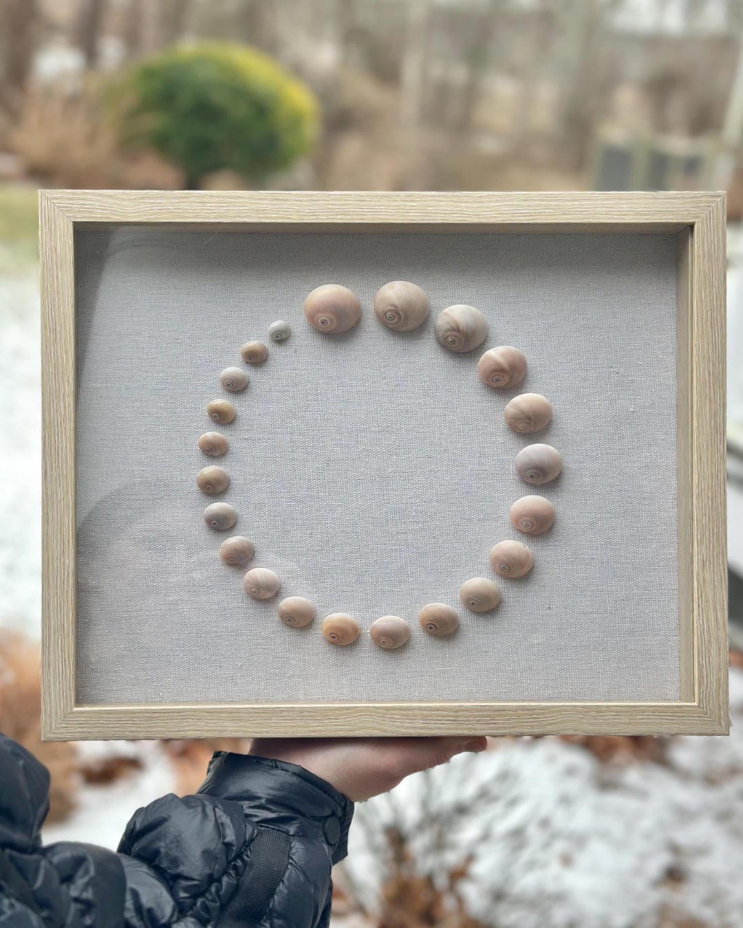 Shark Eye Shell Shadowbox - Etsy