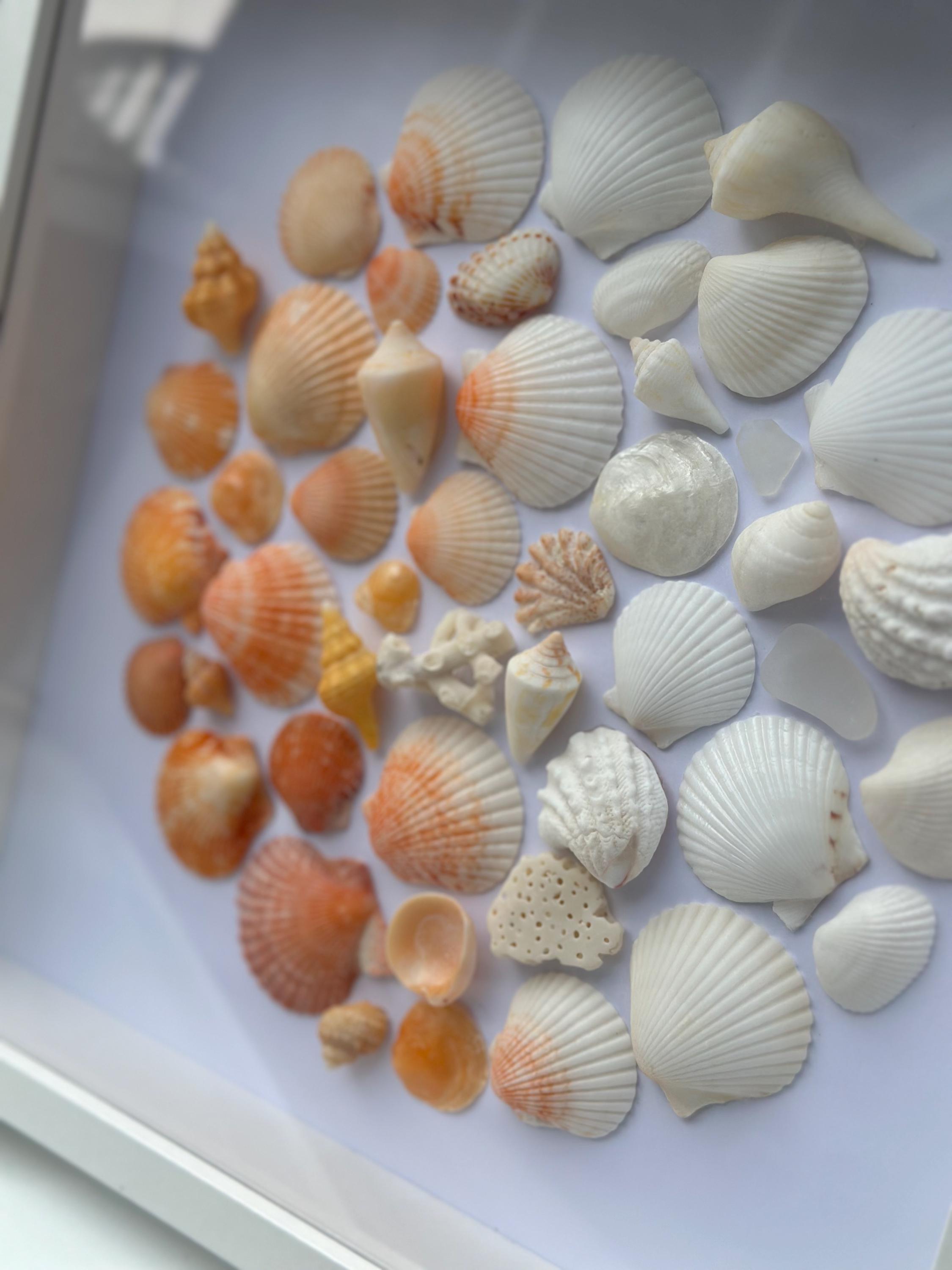 Orange Seashell Mosaic Shadowbox Authentic Sanibel Shells - Etsy