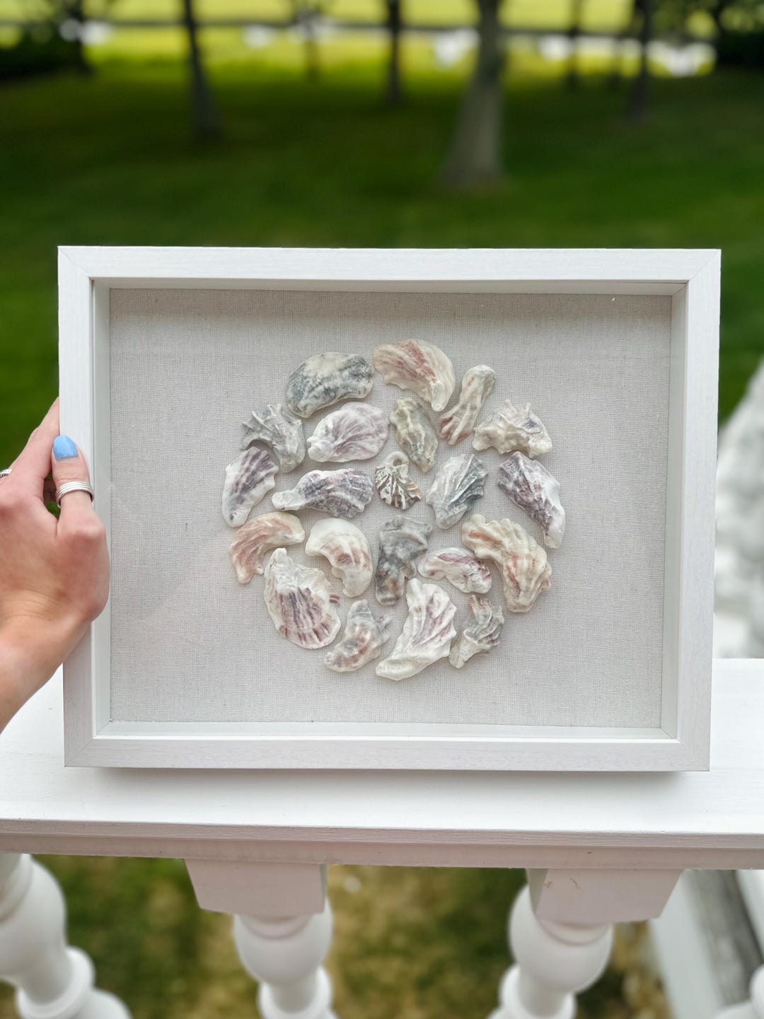 Oyster Shell Shadowbox - Authentic Sanibel Seashells - Etsy