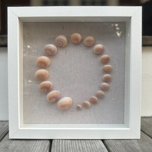 8x8 Seashell Shadowbox. Wall Art . Real Shells. Shell Art. Sanibel ...