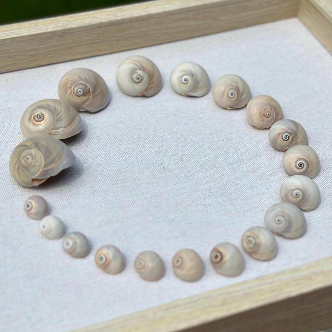 Shark Eye Shell Art - Etsy