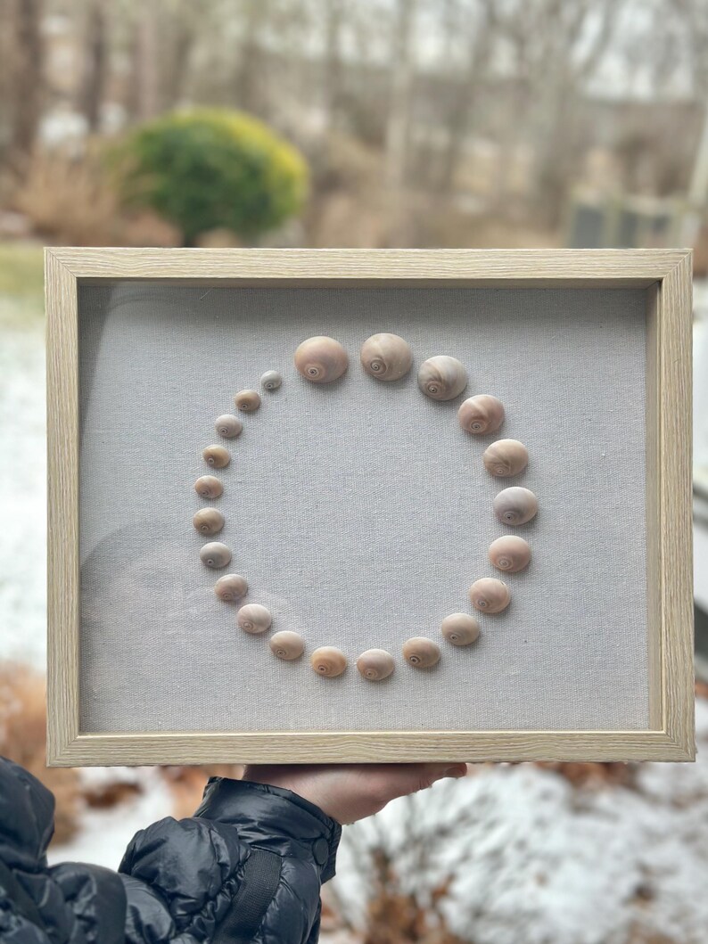 Shark Eye Shell Shadowbox - Etsy