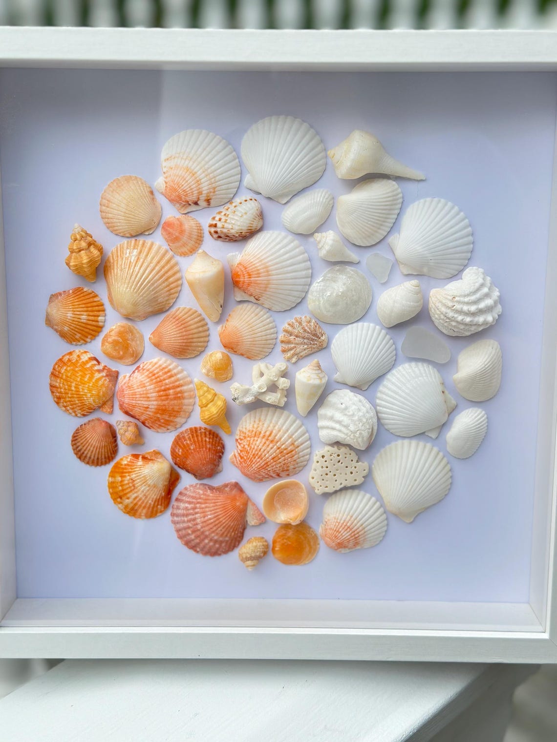 Orange Seashell Mosaic Shadowbox Authentic Sanibel Shells - Etsy
