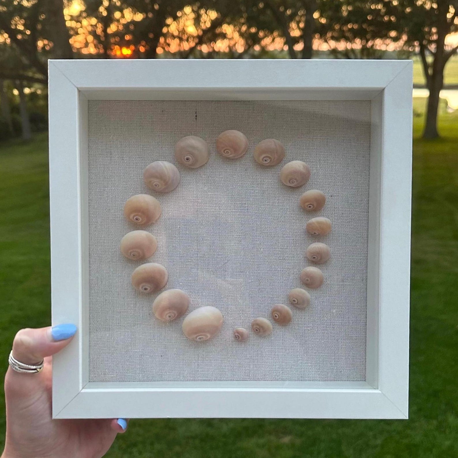 8x8 Seashell Shadowbox. Wall Art . Real Shells. Shell Art. Sanibel Island. Seashell Art. - Etsy