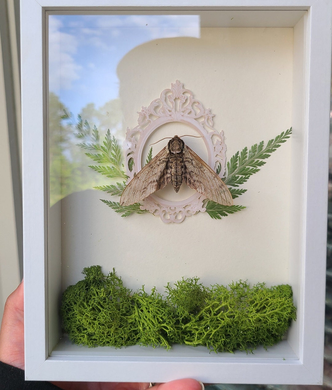 Insect Art Gothic Shadow Box Vintage Style Frame Cottage Core wiccan ...