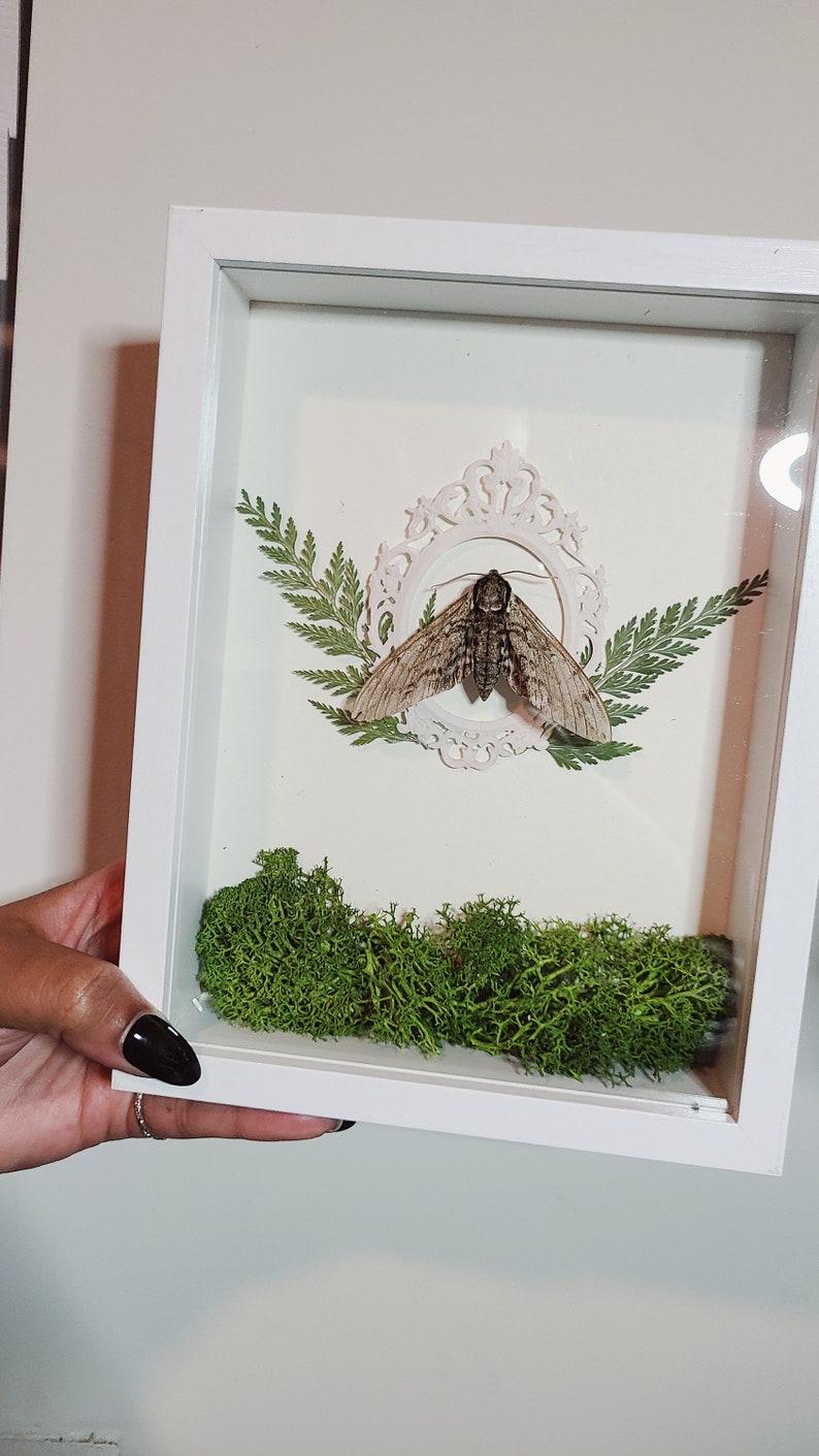 Insect Art Gothic Shadow Box Vintage Style Frame Cottage Core wiccan ...
