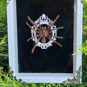 Rare Gothic Real Tarantula Specimen With Tigers Eye Stone in Vintage ...
