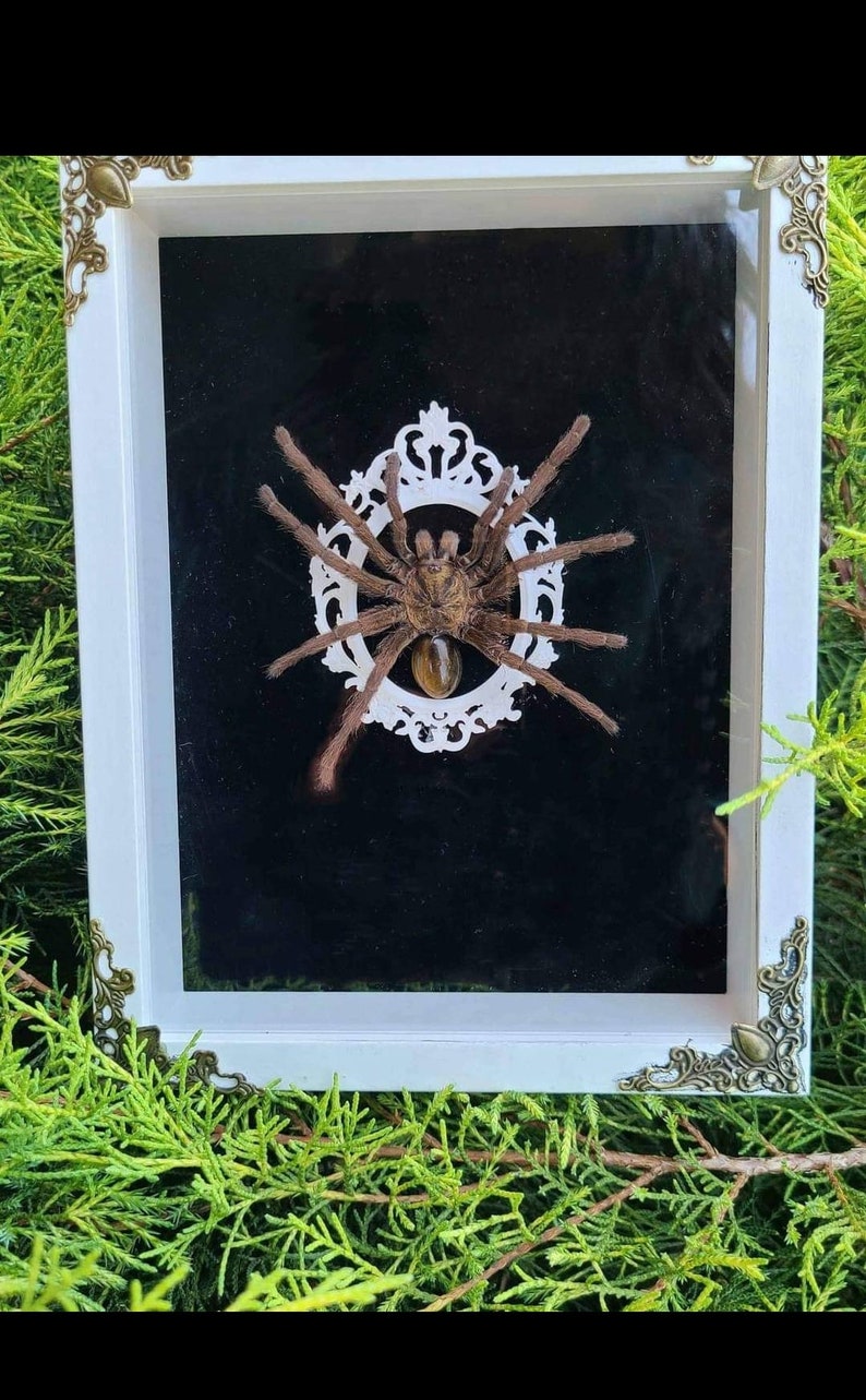 Rare Gothic Real Tarantula Specimen With Tigers Eye Stone in Vintage ...