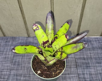 Neoregelia 'blushing Zebra' Bromeliad Plant 4'' - Etsy