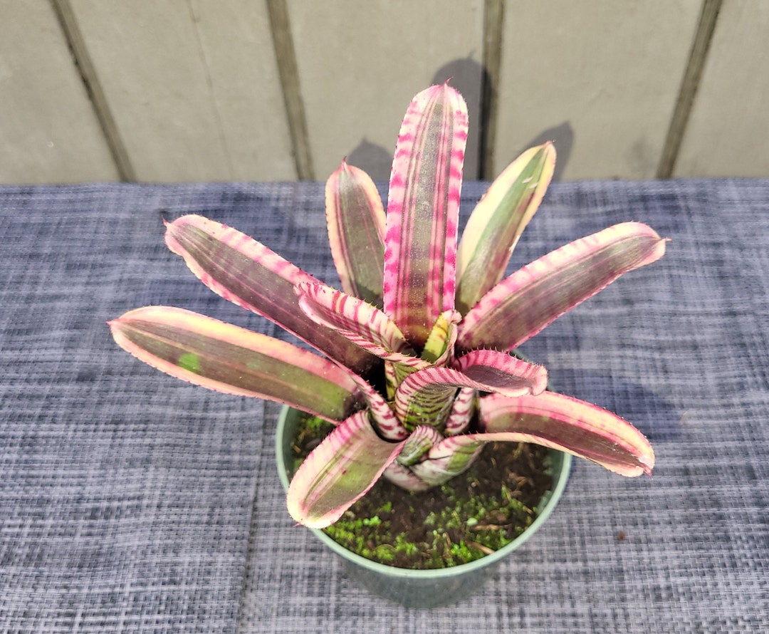 Neoregelia 'blushing Zebra' Bromeliad Plant 4'' - Etsy