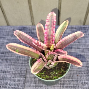 Neoregelia 'blushing Zebra' Bromeliad Plant 4'' - Etsy