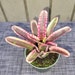Neoregelia 'blushing Zebra' Bromeliad Plant 4'' - Etsy