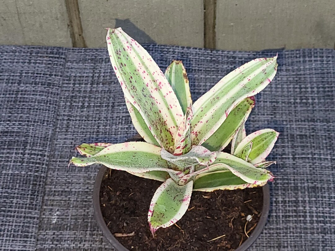 Neoregelia 'gizmo' Bromeliad Plant 4'' - Etsy