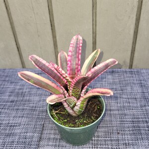 Neoregelia 'blushing Zebra' Bromeliad Plant 4'' - Etsy