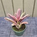 Neoregelia 'blushing Zebra' Bromeliad Plant 4'' - Etsy