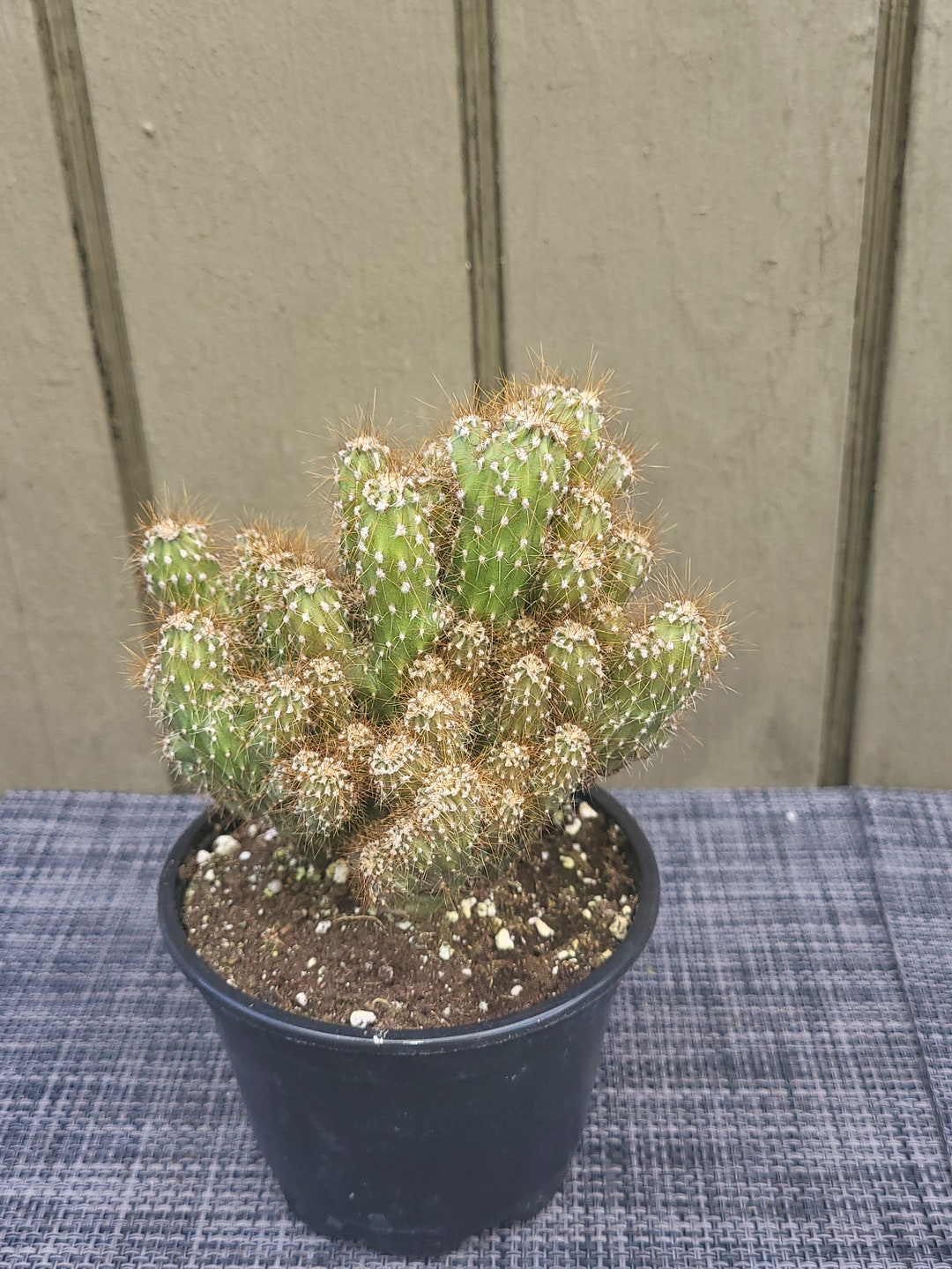 Cereus Peruvianus Monstrose Cactus Plant 4'' - Etsy