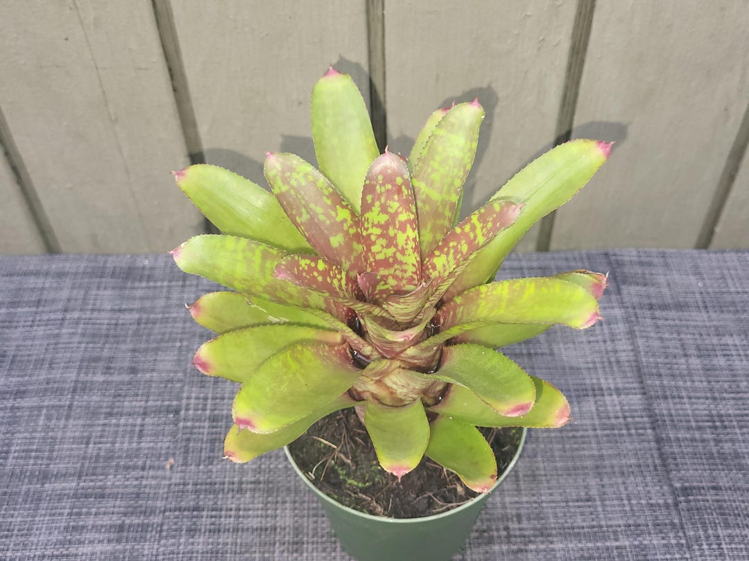 Neoregelia 'wild Tiger' Bromeliad Plant 4'' - Etsy