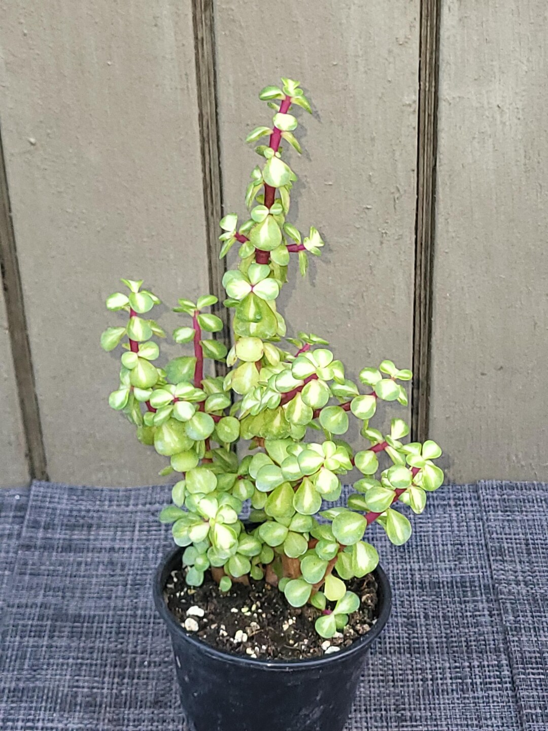 Portulacaria Afra 'elephant Bush' Reverse Variegated Succulent Plant 4'' - Etsy