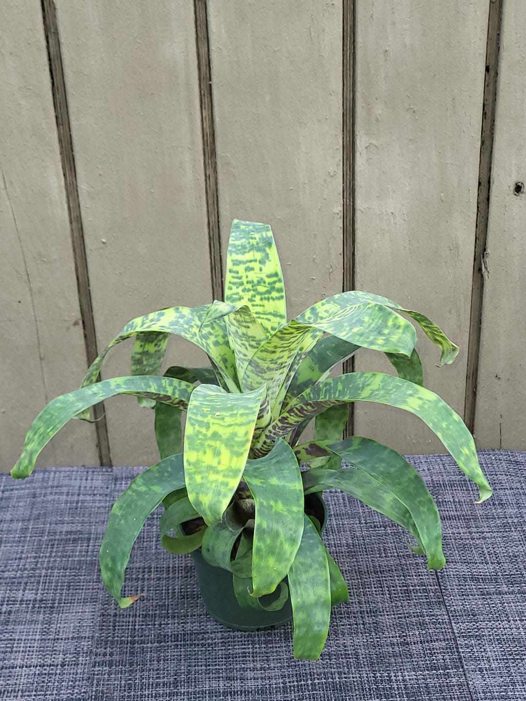 Vriesea Ospinae Var. Gruberi (goudaea Ospinae) Bromeliad Plant 4'' - Etsy