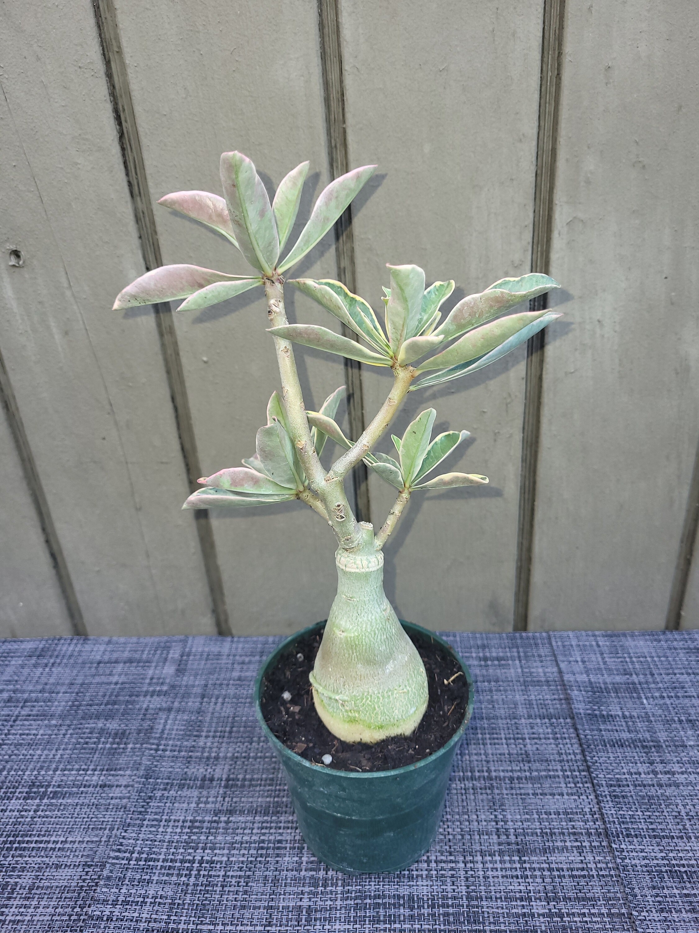 Adenium Obesum CF 31 Rare Variegated Caudex Succulent Plant 4'' - Etsy