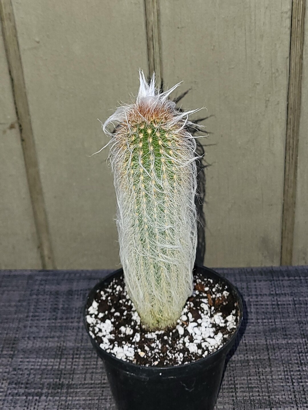 Espostoa Ritteri Cactus Plant 4'' - Etsy