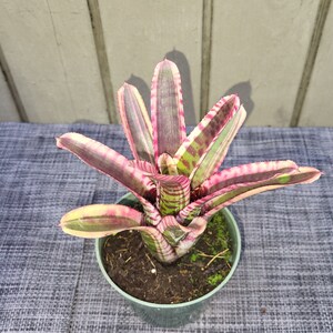 Neoregelia 'blushing Zebra' Bromeliad Plant 4'' - Etsy