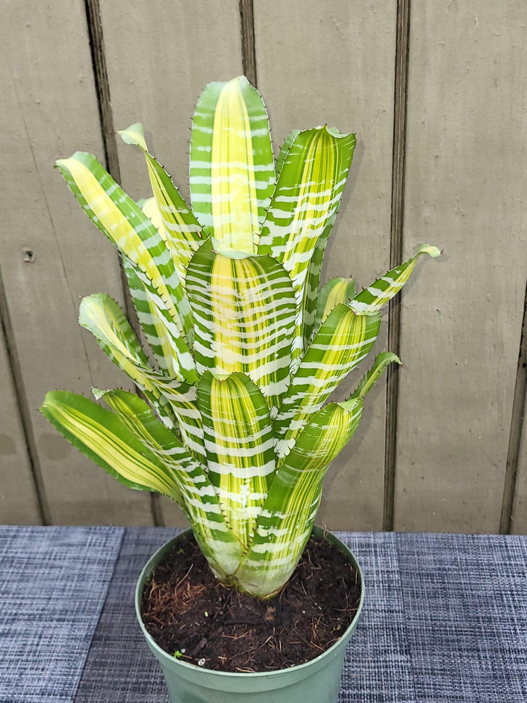 Aechmea Chantinii 'samurai' Bromeliad Plant 6''pot - Etsy