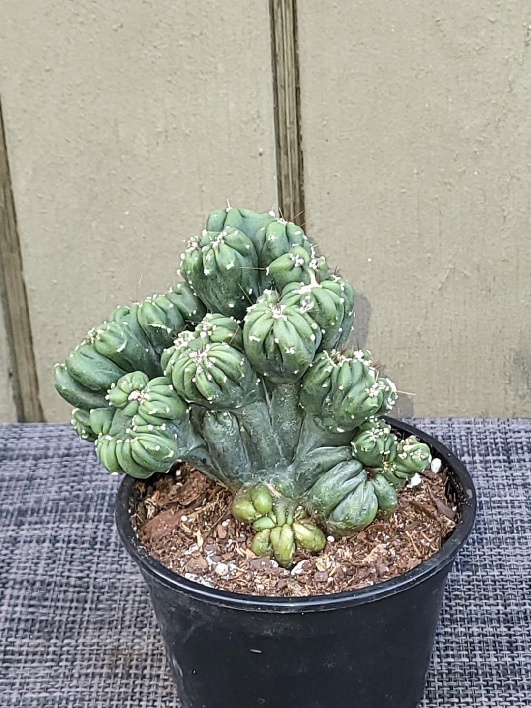 Cereus Forbesii F. Monstrose Cv. 'ming Thing' Cactus Plant 4'' - Etsy