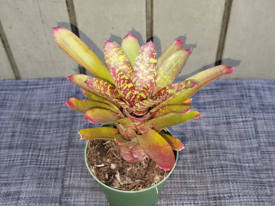Neoregelia 'wild Tiger' Bromeliad Plant 4'' - Etsy