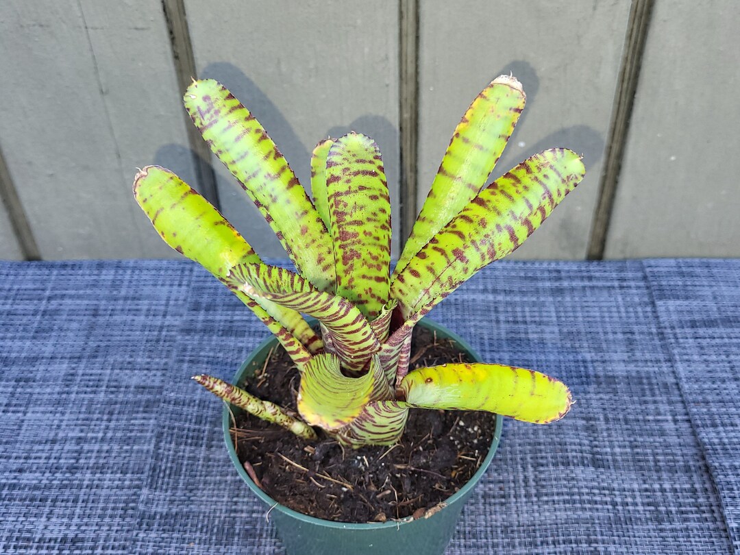 Neoregelia 'yellow Tiger' Mini Bromeliad Plant 4'' - Etsy