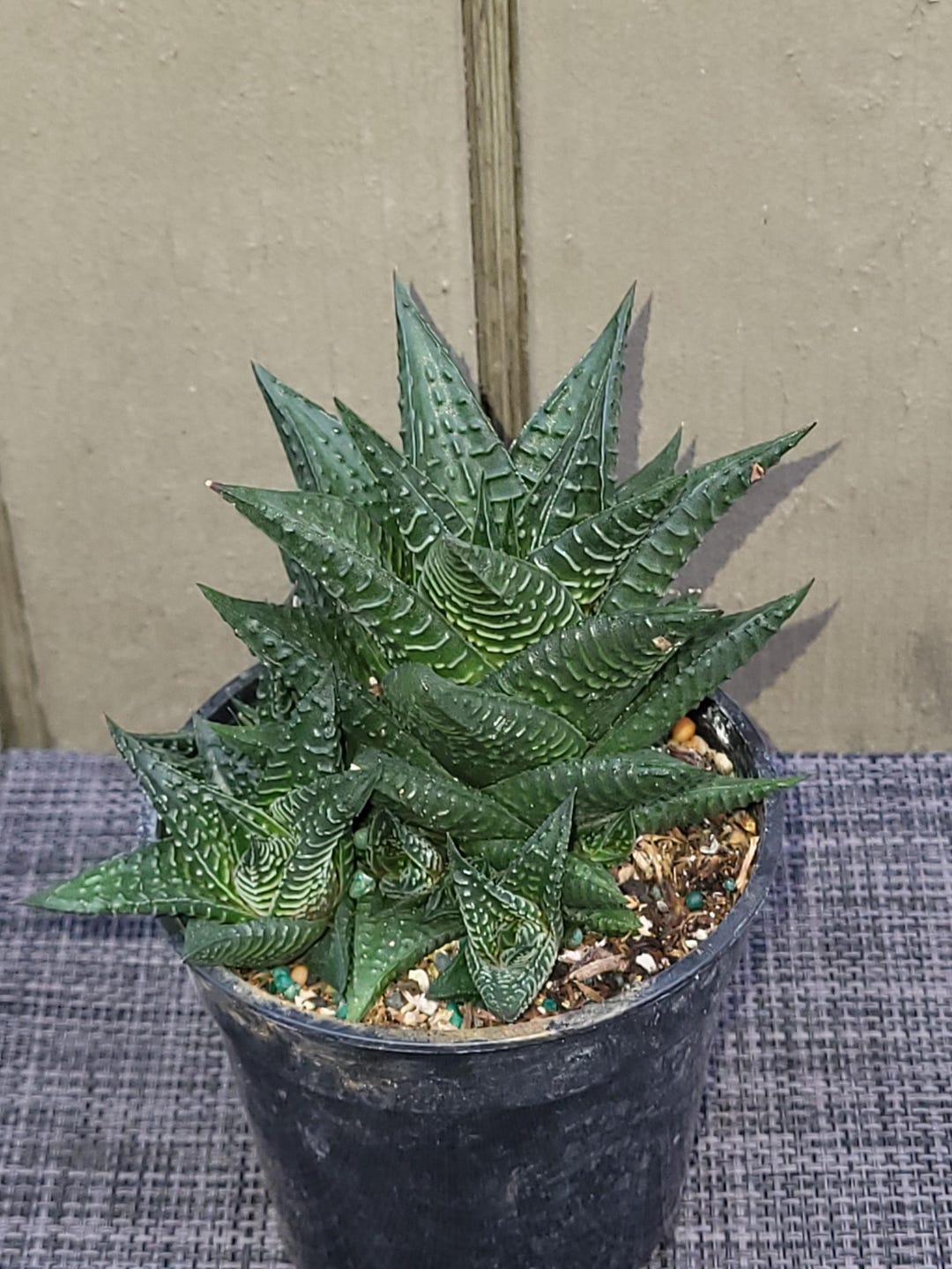 Haworthia (haworthiopsis) Limifolia 'fairy Washboard' Succulent Plant 4 ...
